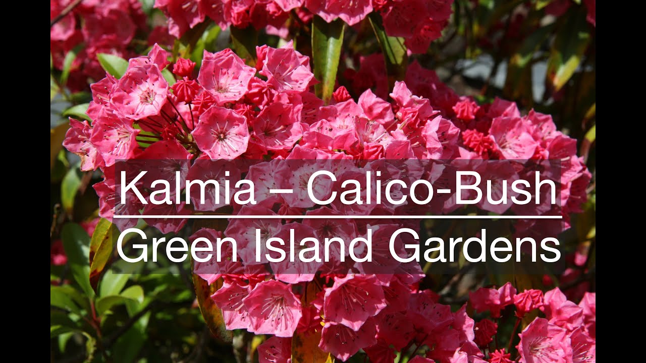 Kalmia- The Calico-Bush - YouTube