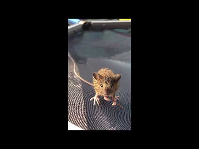 Mouse Jumping In Virginia
