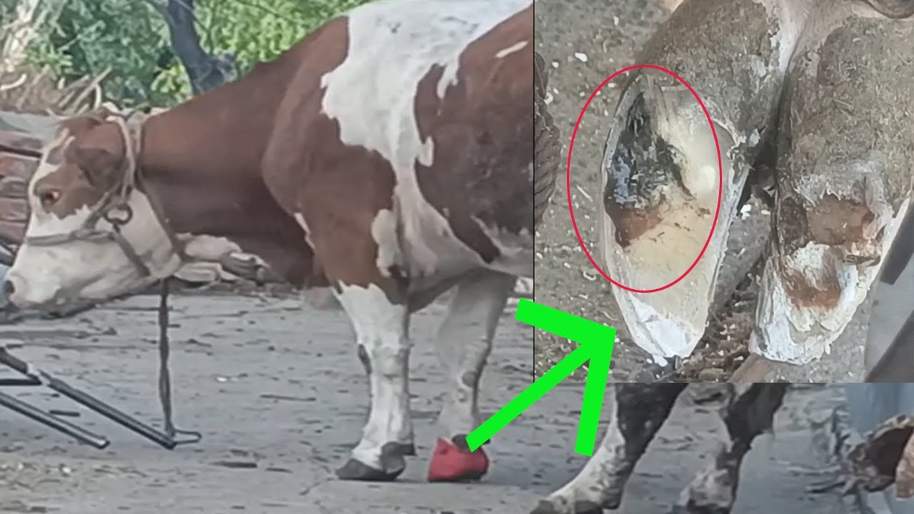Cows cannot walk|The owner uses electric tools to repair ox hooves|PUS ...