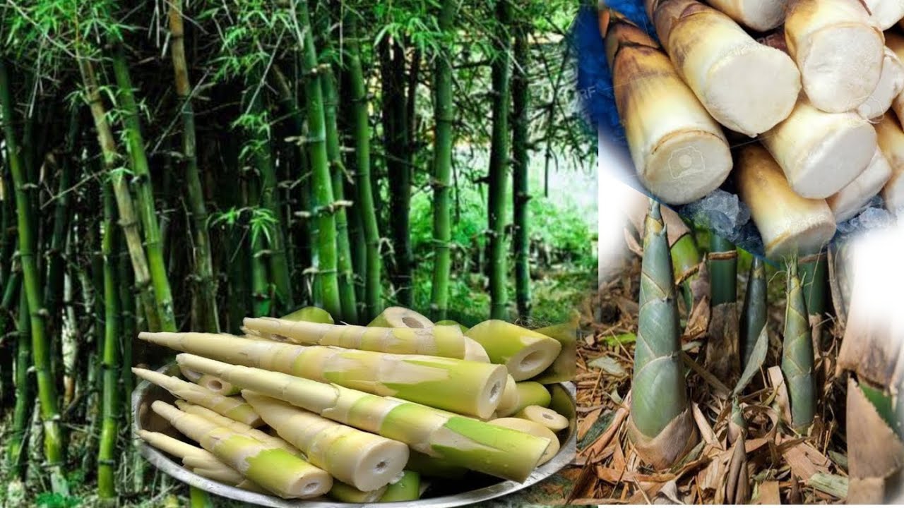 বাঁশের তরকারির মজার রেসিপি।।Bamboo curry recipe।।। - YouTube