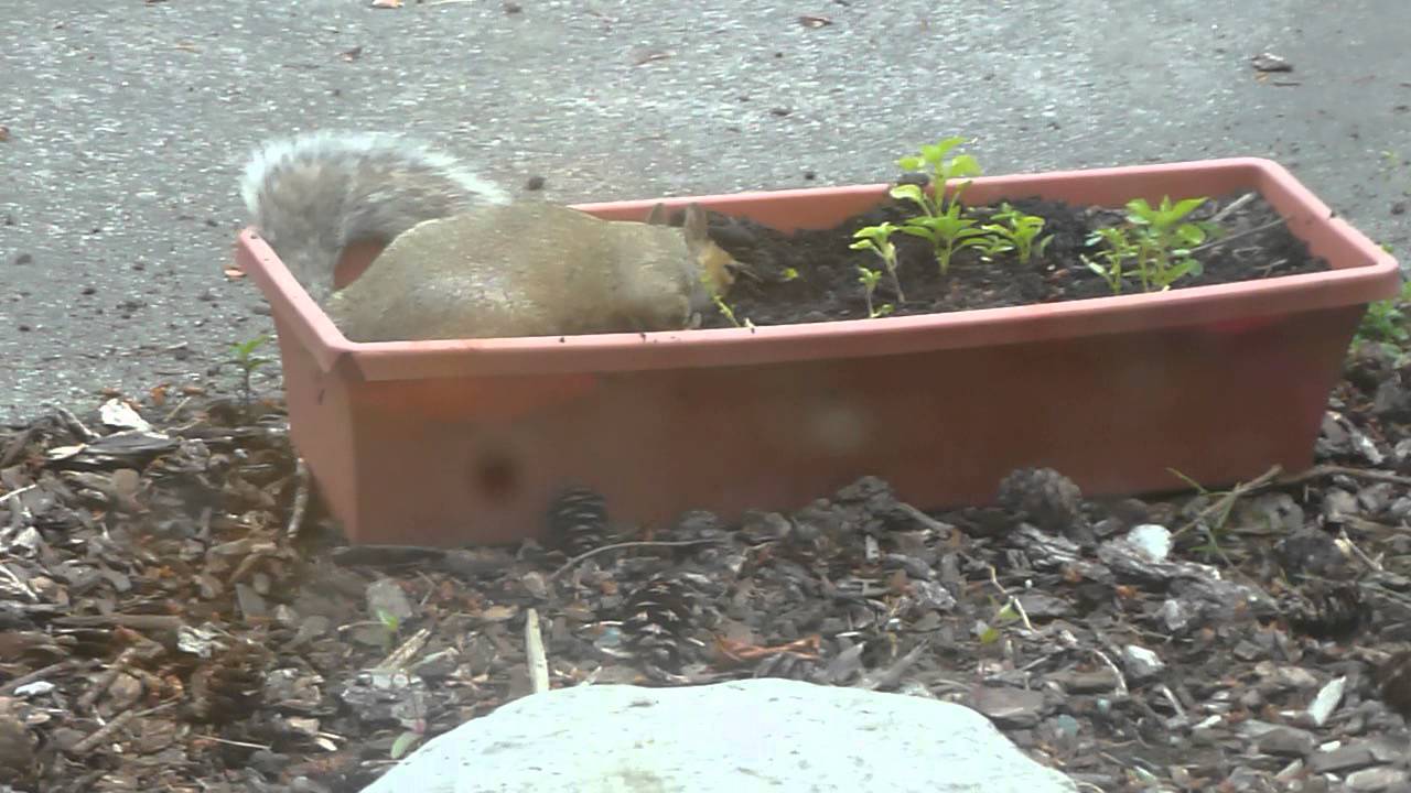 Crazy young squirrel rolling in dirt - YouTube