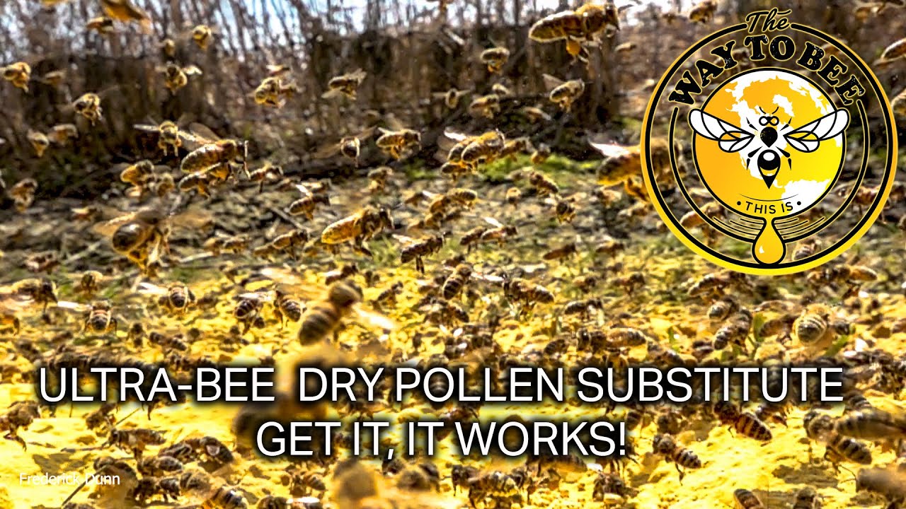 Ultra Bee Dry Pollen Substitute for a spring honey bee feeding when the ...
