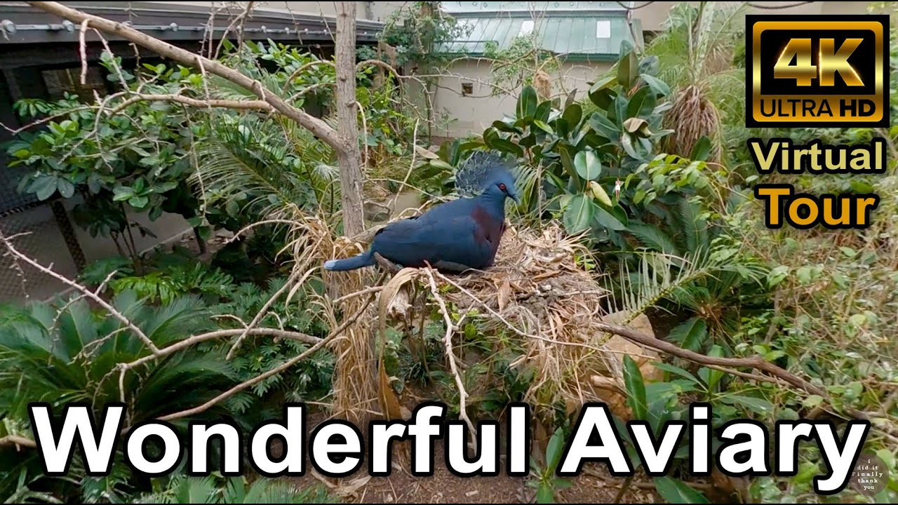 Victoria Crowned Pigeon Protecting her Nest | ASMR | Insta360 X3 ...