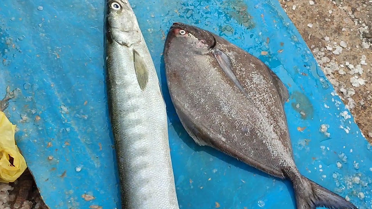 black paplet fish cutting and market information karachi fisheries ...