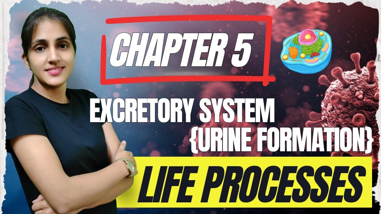 Class 10th Chapter-5 Life Processes(Excretory System) Formation Of ...