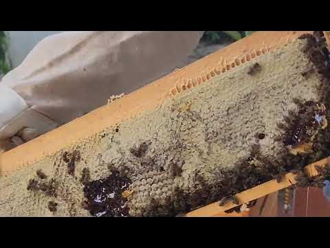 Installing an observation hive - YouTube