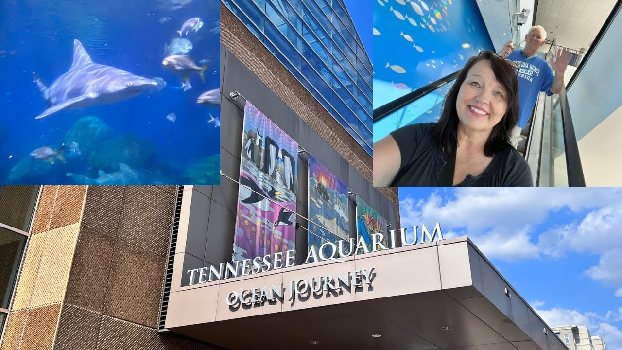 Tennessee Aquarium Ocean Journey Chattanooga Tennessee Sharks ,Sea ...