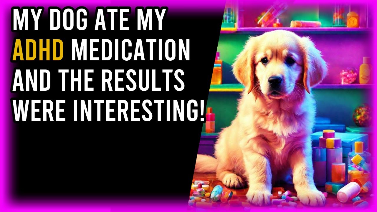  DOG ATE MY ADHD MEDS AND THE RESULTS WERE INTERESTING Reddit