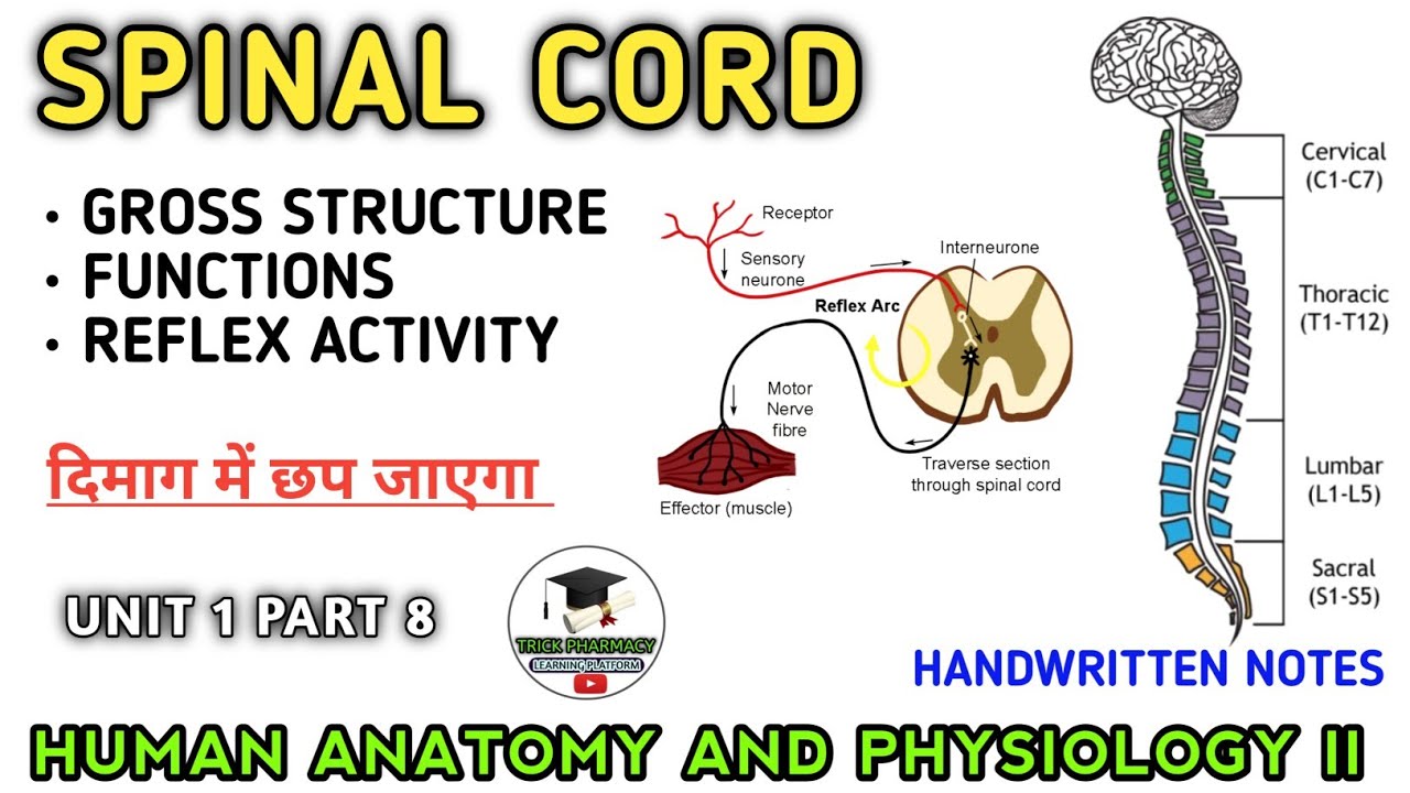 Spinal cord | Gross structure and function of afferent and efferent ...