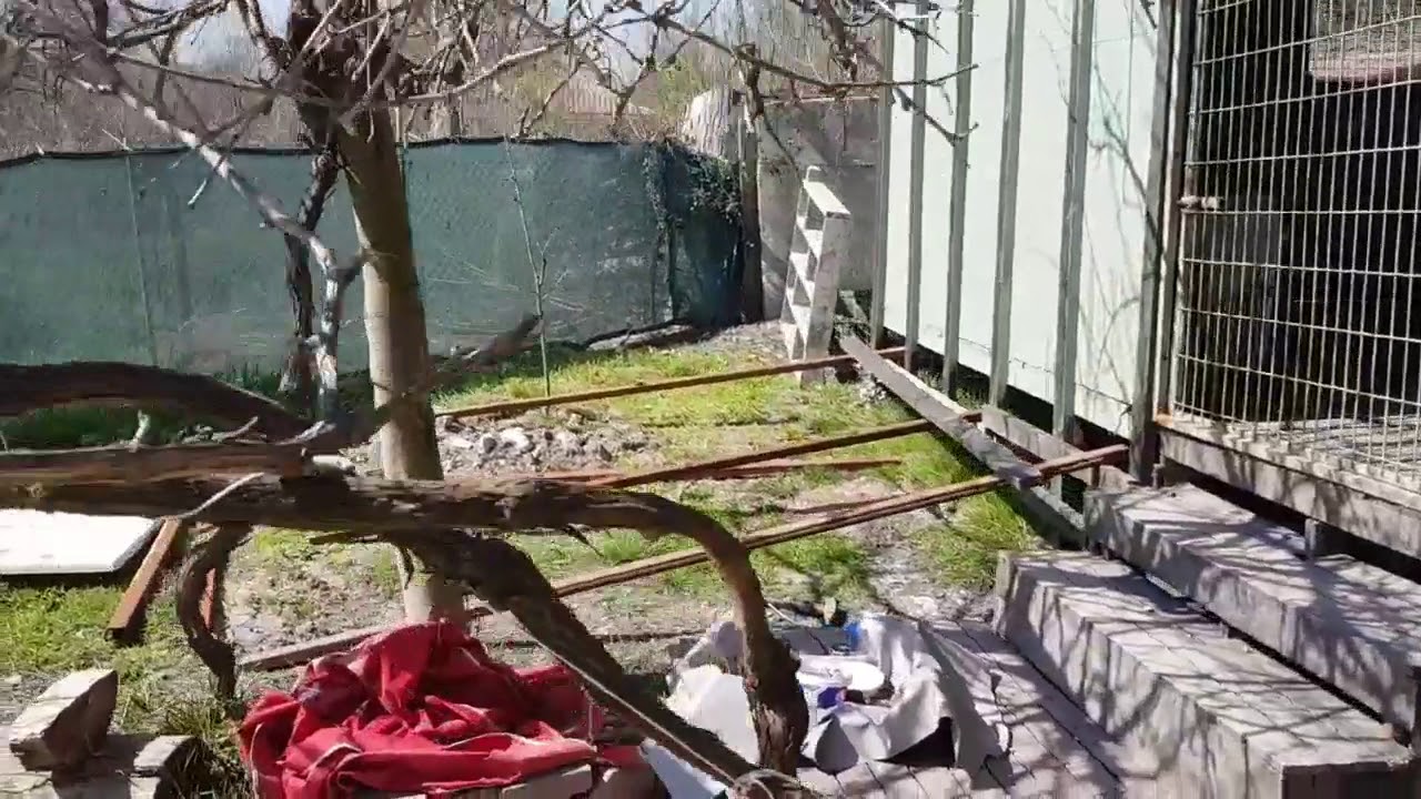 Asil Köpek Oteli Reception & Loby - YouTube