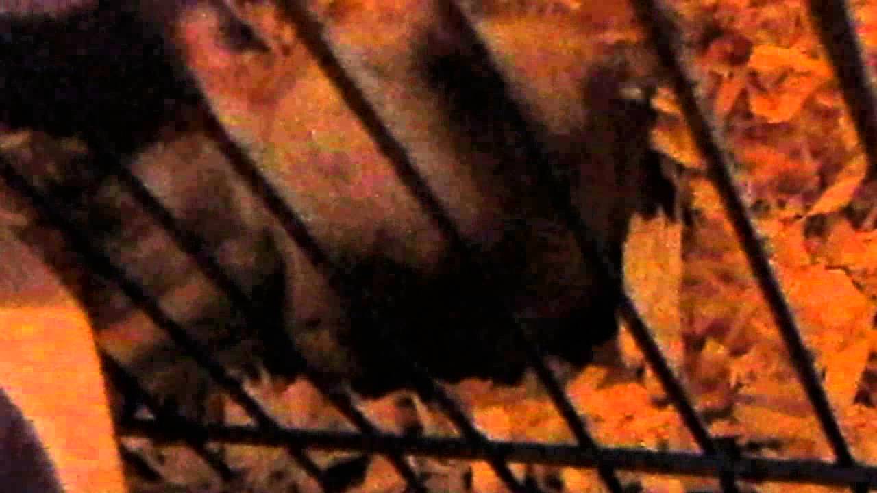 Stil de a bea apa :))))) - YouTube