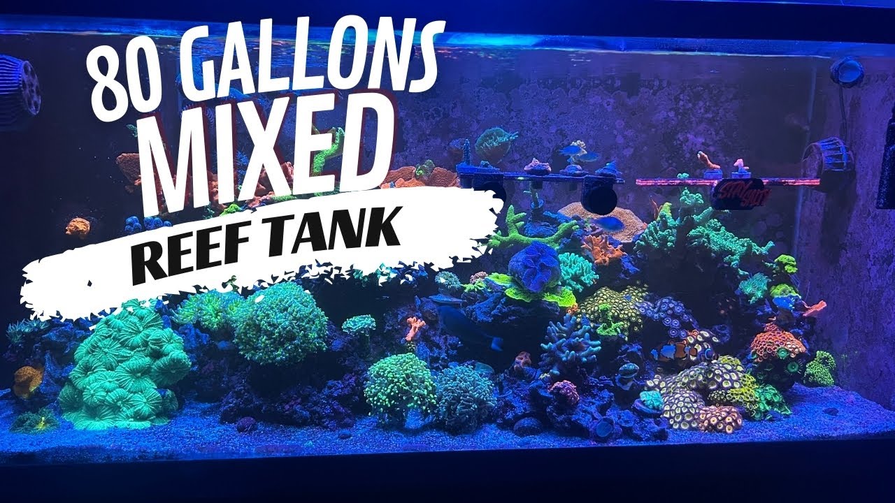 My Reef Tank is in the Best Shape Ever!! - YouTube