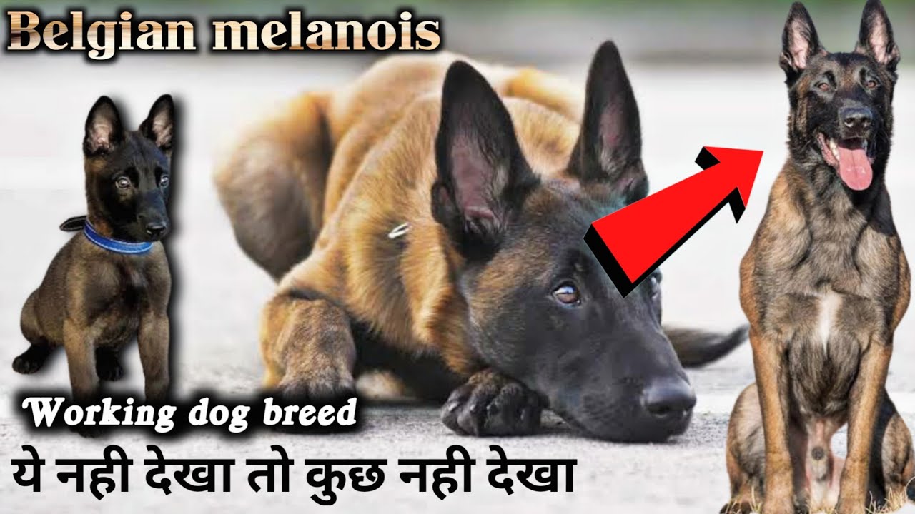 Belgian melanois puppies for sale || Working dog breed || highly ...