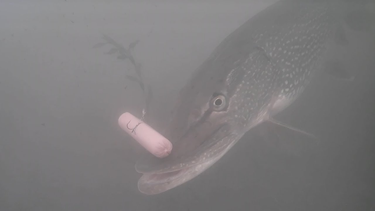 HOT DOG vs PIKE! Will They Eat? Ice Fishing Northern Pike - YouTube