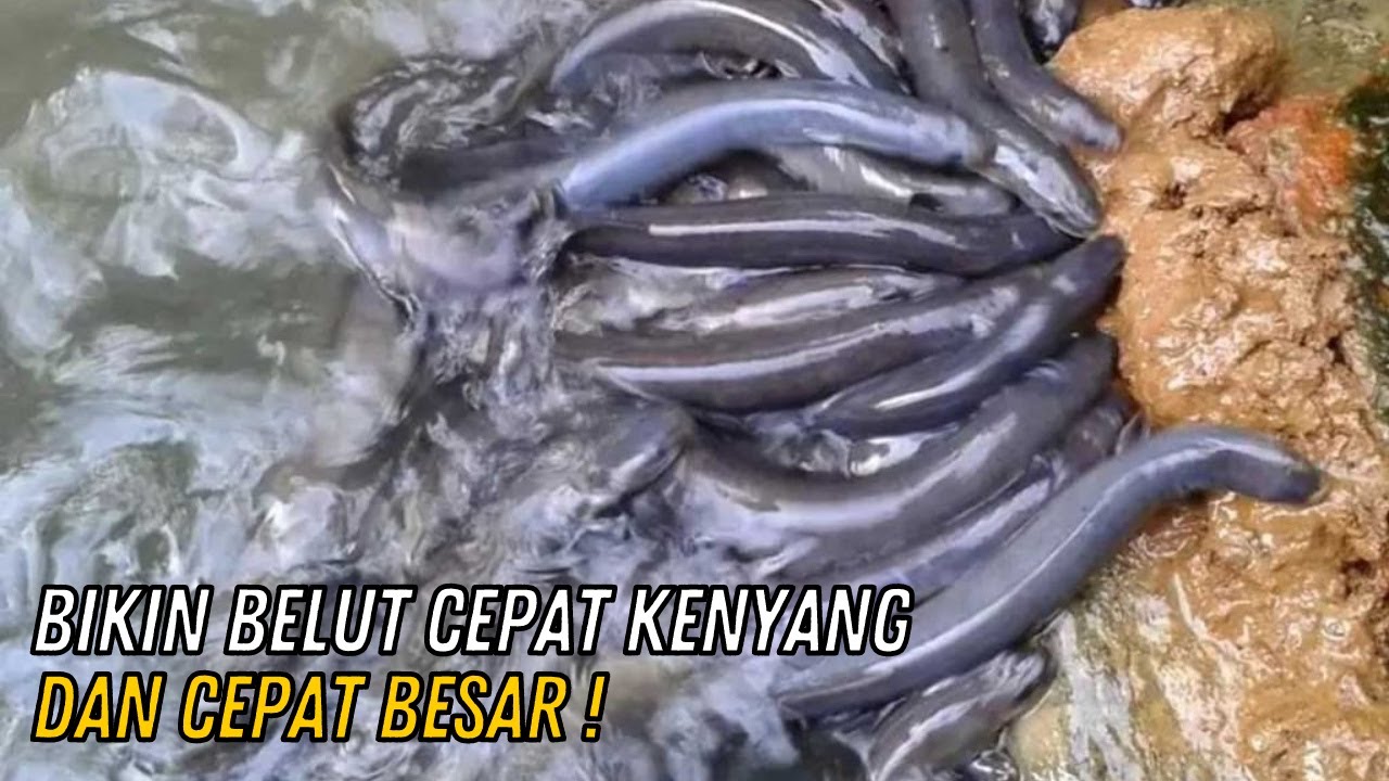 Wajib Tahu ! Rahasia Pakan Belut Agar Cepat Besar - YouTube