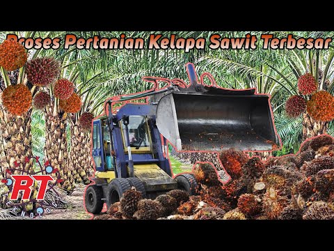 Pertanian Kelapa Sawit Modern Dari Indonesia Dan Malaysia