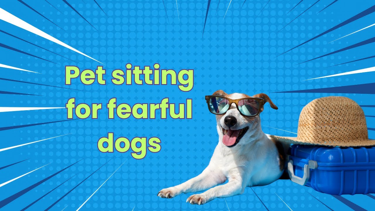 Pet sitting and fearful dogs - YouTube