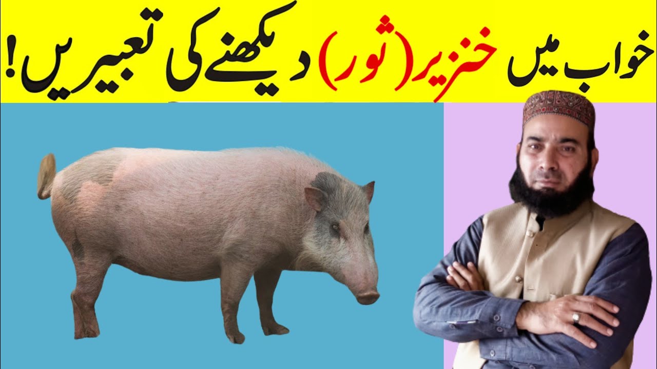 Khwab Mein Khanzeer Dekhna | Khwab Mein Suar Dekhna | خواب میں ثور ...