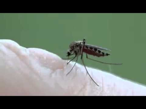 Como te pica un zancudo - YouTube