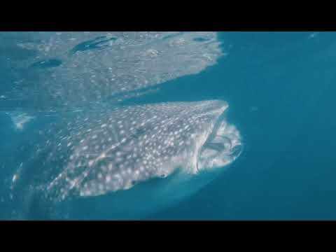 Whale Shark Eating Plankton