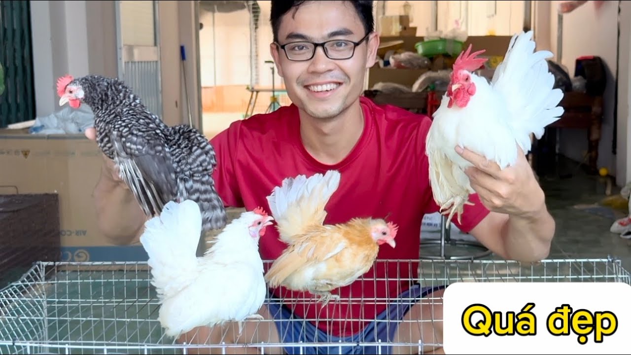 Vượt 100km đi săn gà serama siêu vip - Mình đã biết phân biệt gà tre ...