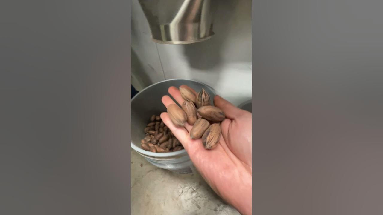 Pecans Grading Sorting by AI DEEP LEARN Optical Grading Machine - YouTube