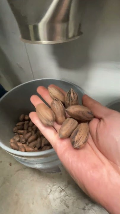 Pecans Grading Sorting by AI DEEP LEARN Optical Grading Machine - YouTube