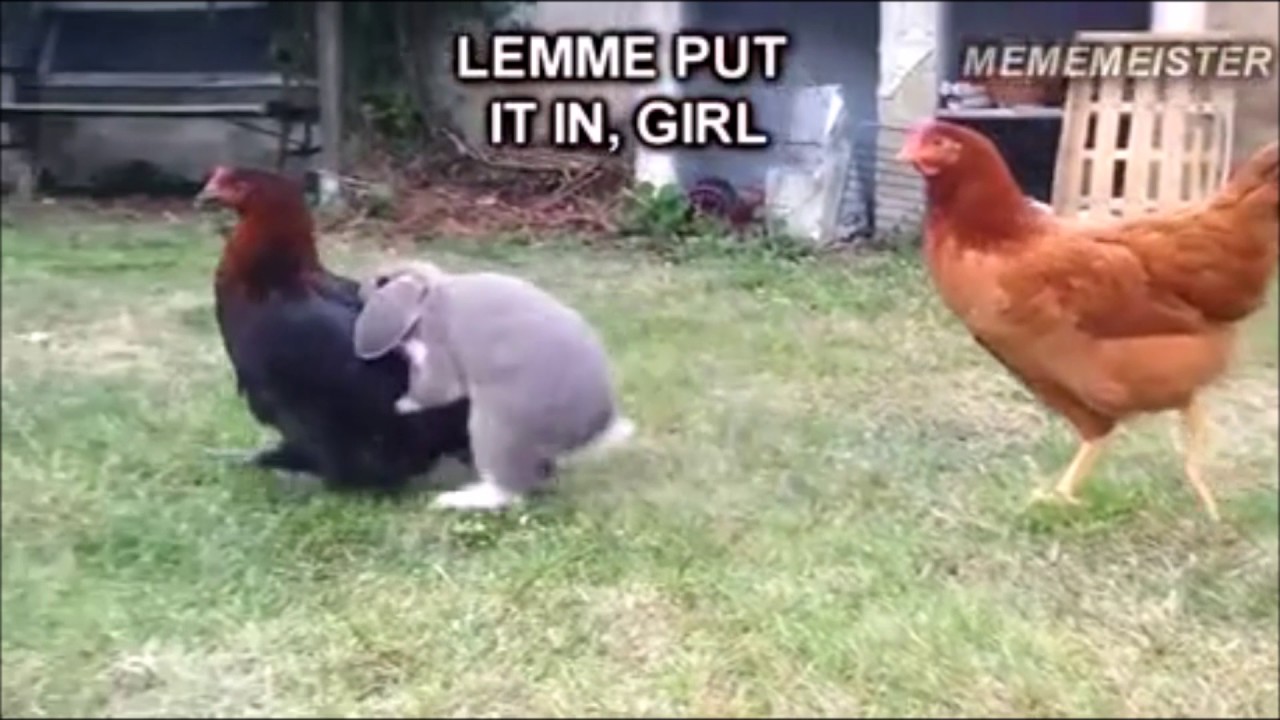 Funny animals video with funny subtitles 2017 COMPILATION - YouTube