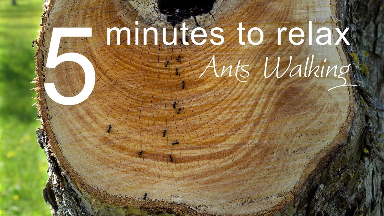 5 Minutes to Relax: Ants Walking • Relaxing Nature Animal Video ...