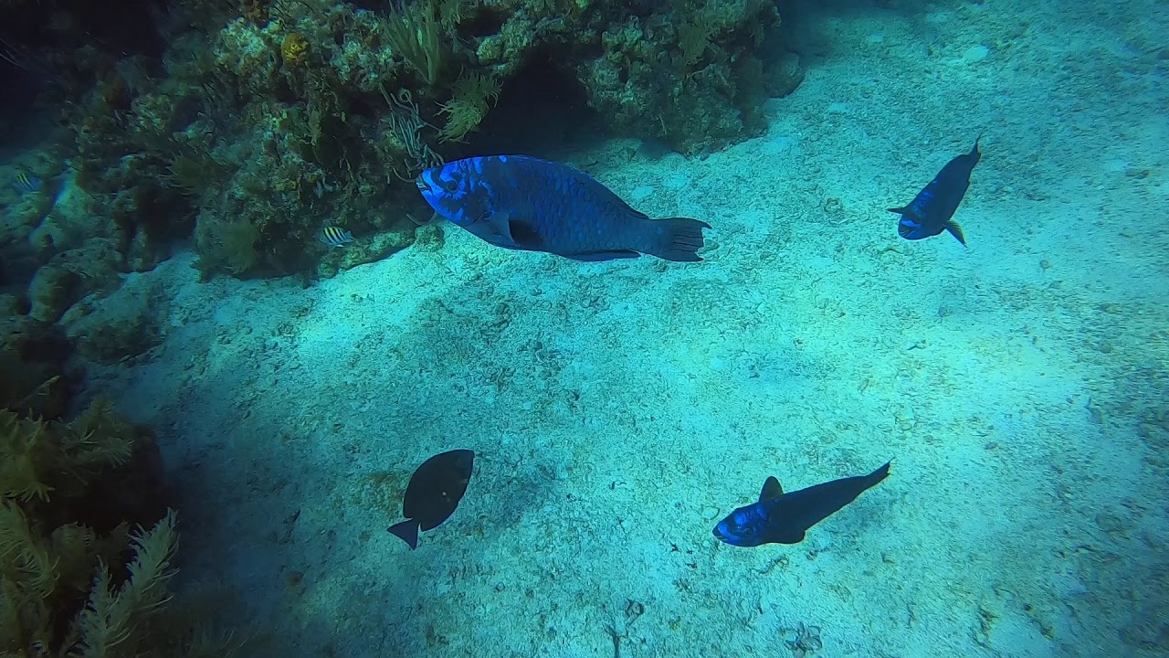 Key Largo French Reef Drift SCUBA Dive with Rainbow Reef Dive Center ...