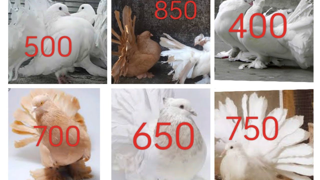 For sale low price lakhaa hi lakhaa 💯 breeding pair top quality pigeon ...