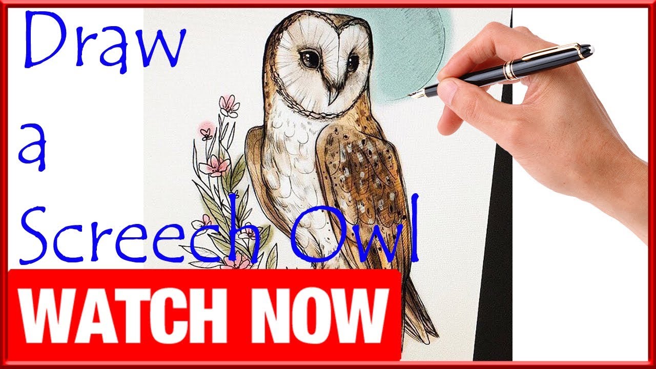 How To Draw A Screech Owl - Learn To Draw - Art Space - YouTube