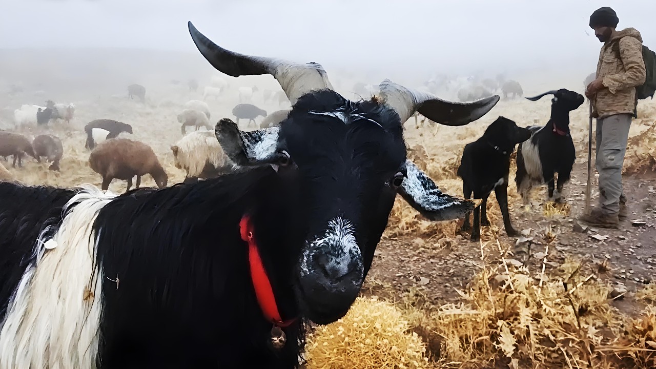 Nomadic Shepherd: Herding Through Misty Mountains - YouTube