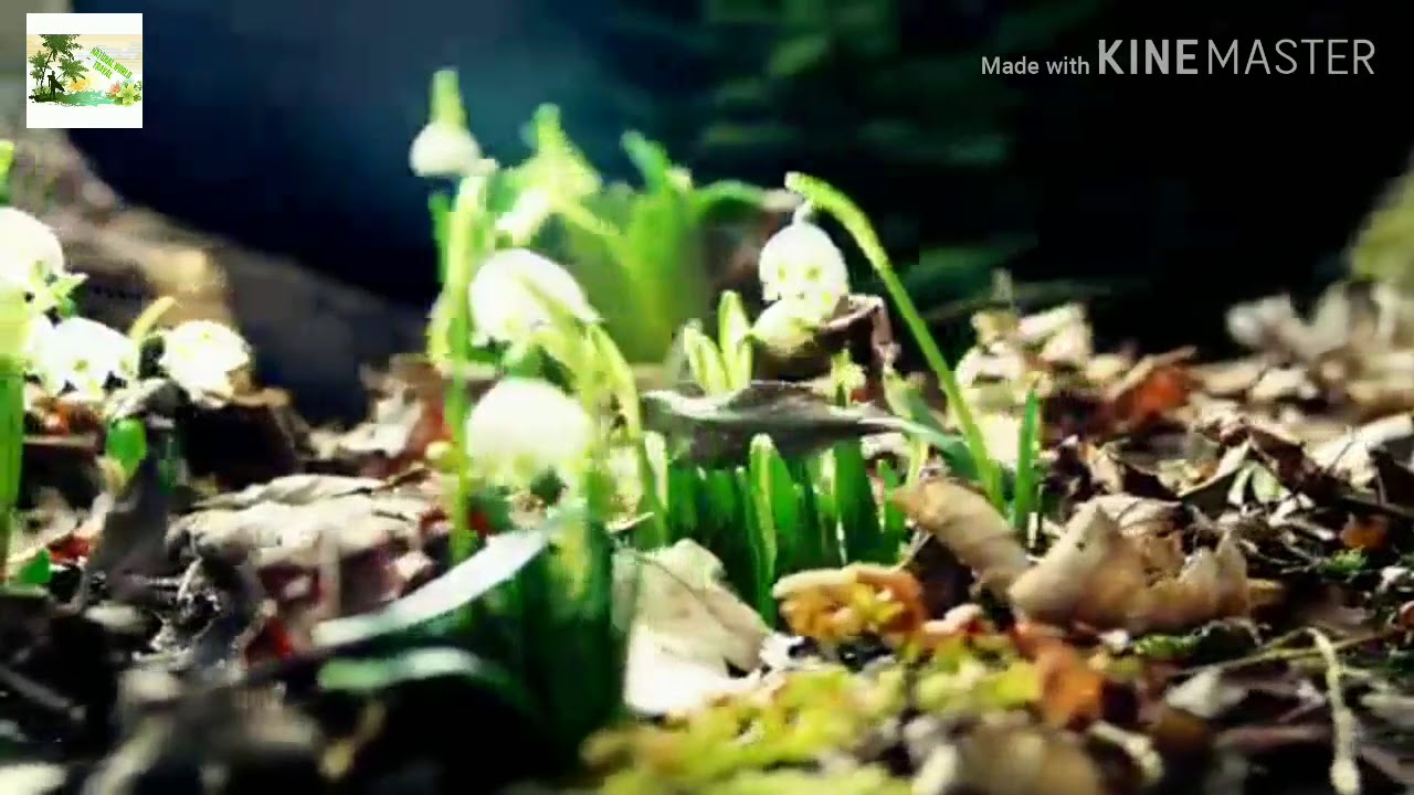 Amazing nature, time lapse... - YouTube