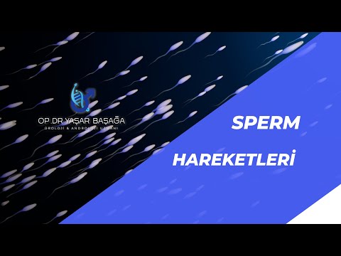 Sperm hareketleri ne kadar önemli?
