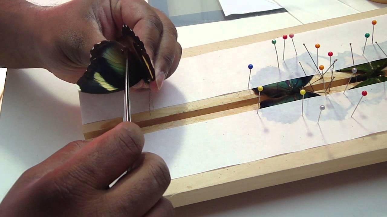 Pinning Butterflies Time Lapse - YouTube