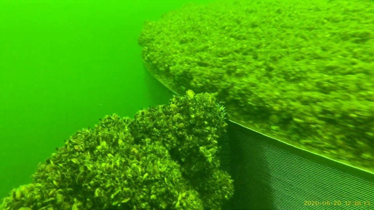 Brush Cleaned Intake Screens in Quagga/Zebra Mussel Environment (in ...