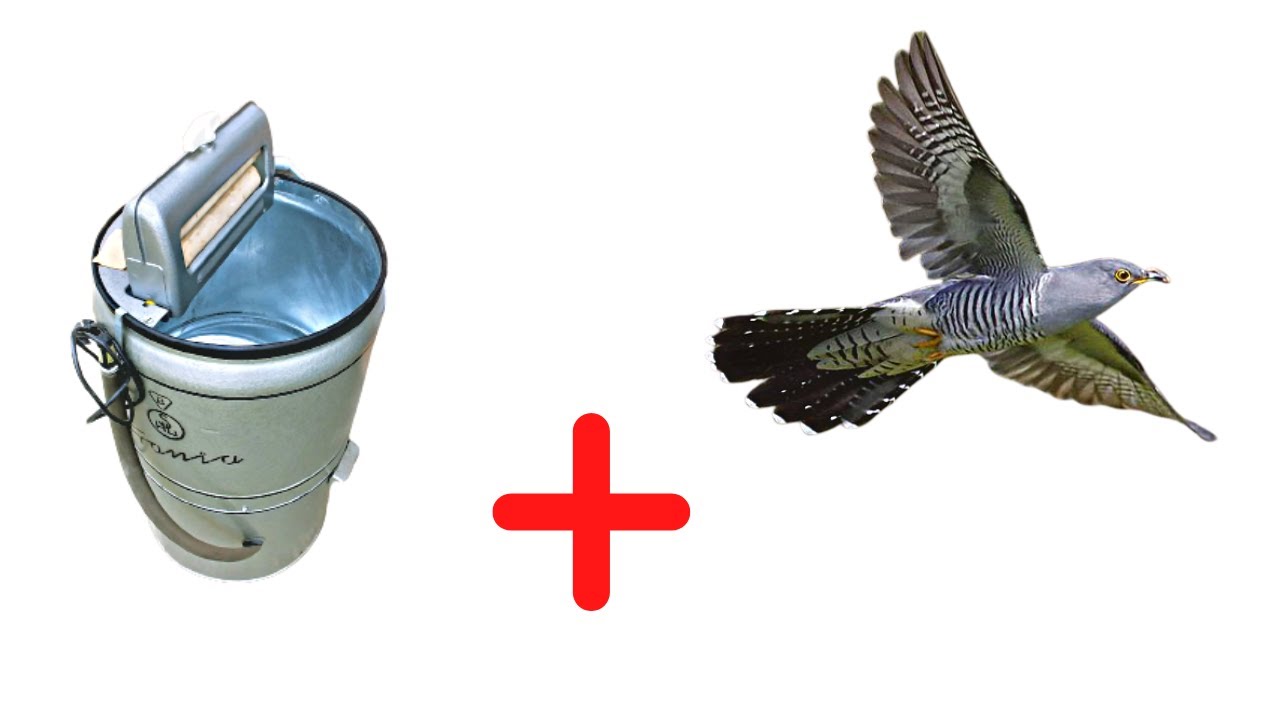 The cuckoo's singing + the noise of the washing machine Frania ...