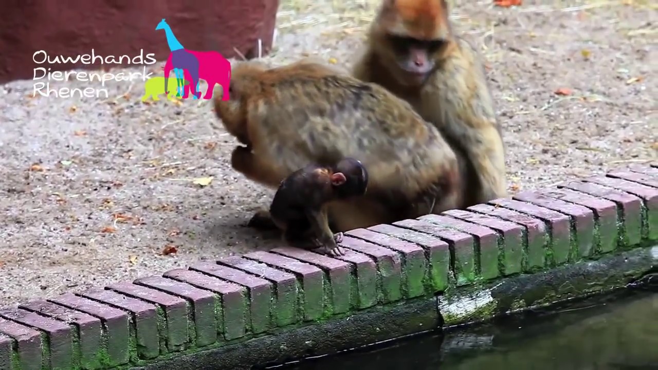 Berberaapje in Ouwehands Dierenpark Rhenen augustus 2010 - YouTube