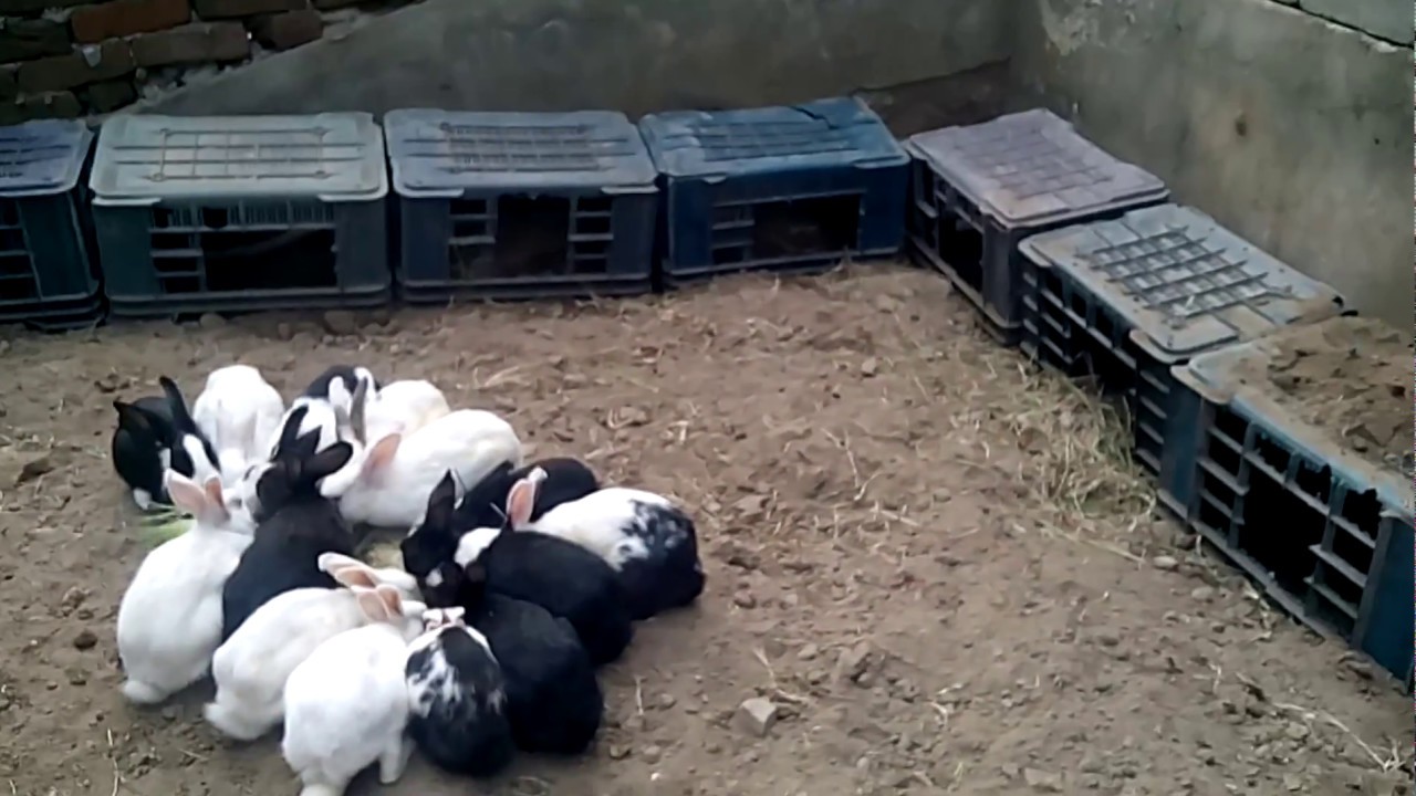 Feeding Hydroponic fodder to Rabbits - YouTube