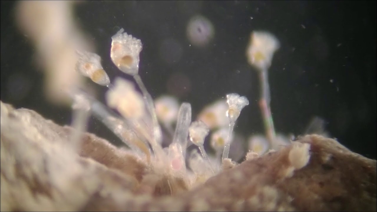 Phylum Kamptozoa (Entoprocta) - YouTube