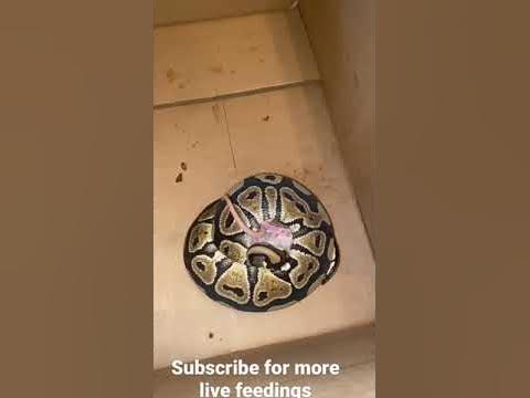 Big python swallow live Rat - YouTube
