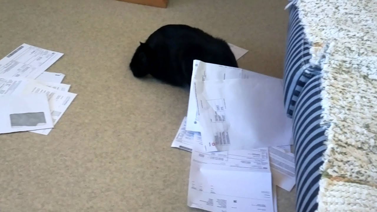 silly minus with papers - YouTube