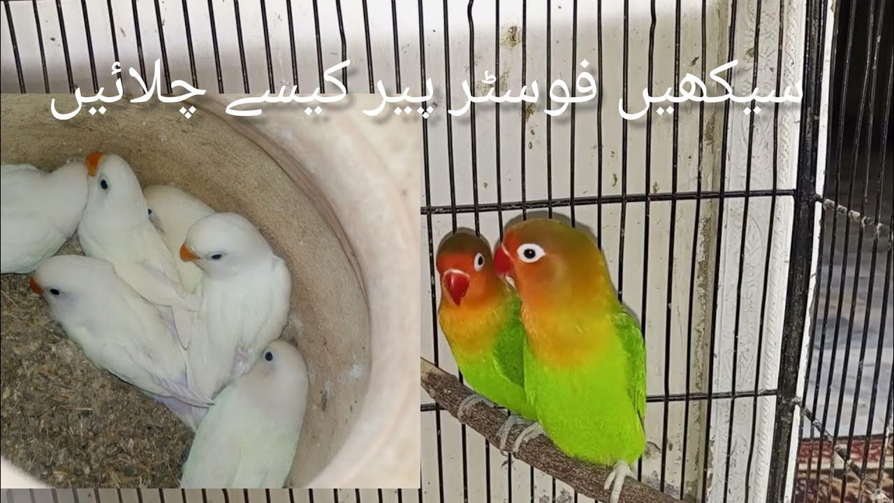 how to use a foster pair| foster pair kesay Use karen| HM birds and ...