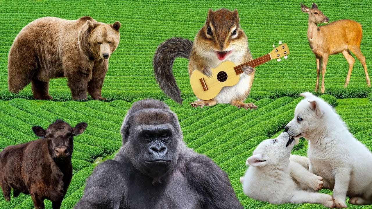 Funny farm animal moments: Cow, chicken, duck, horse, cat, sheep ...