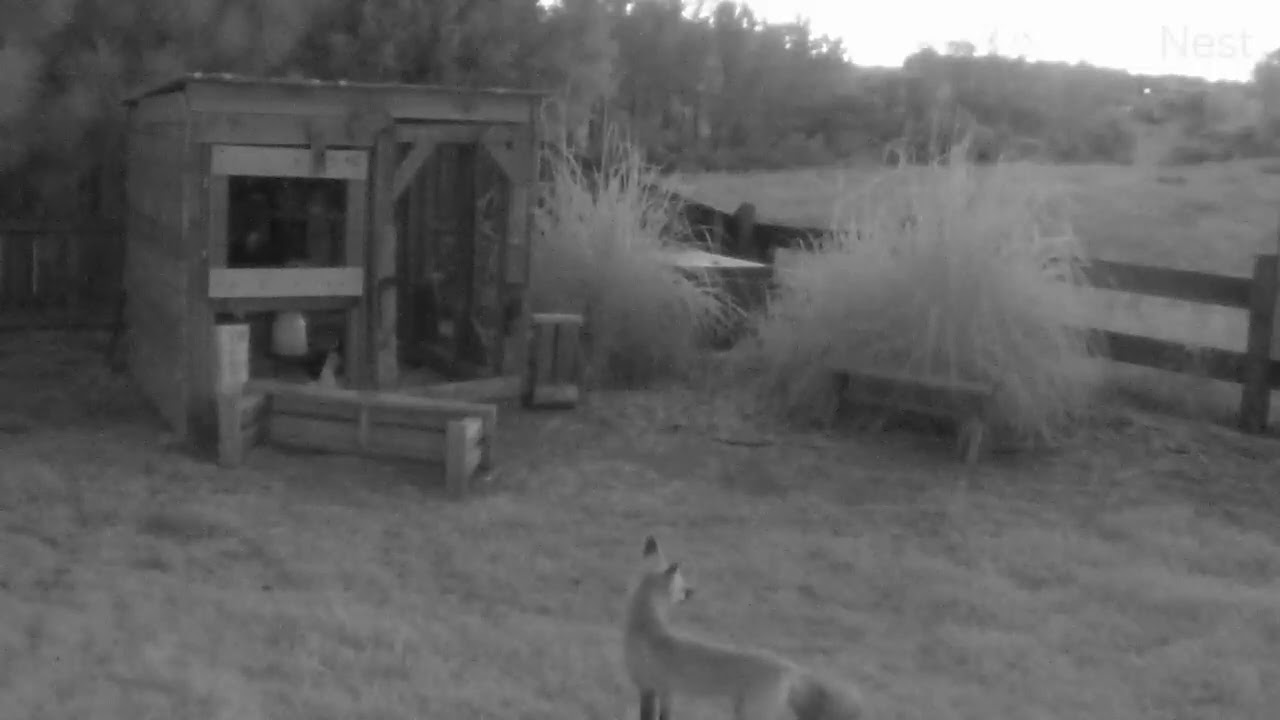 Fox came back to attack my chickens - YouTube
