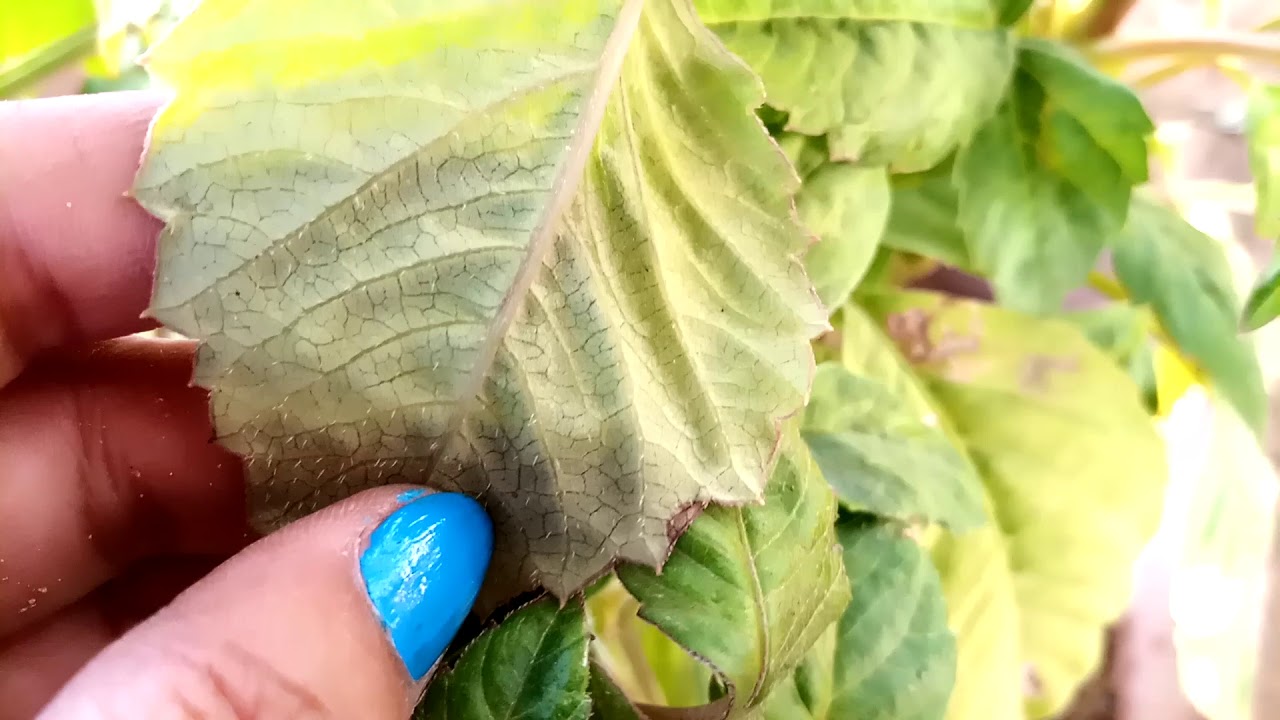 India Daliya plant care tips Soil media Urdu Hindi / Video - YouTube