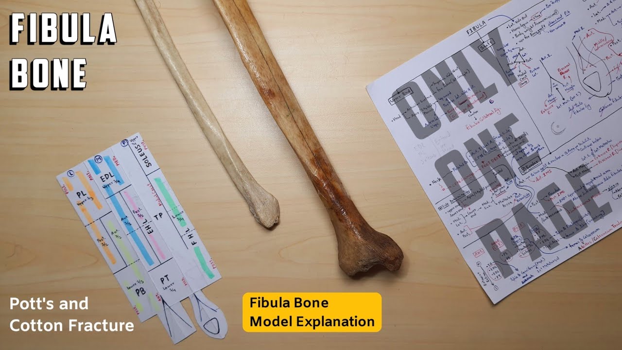 Fibula Bone- 3, Lower End and Model Explanation | Only One Page | TCML ...