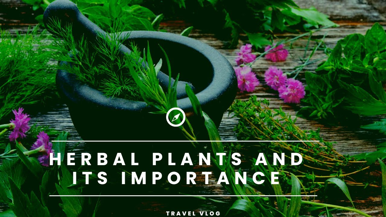 Herbal plants and its importance |Vernonia cinerea (L) Less ...