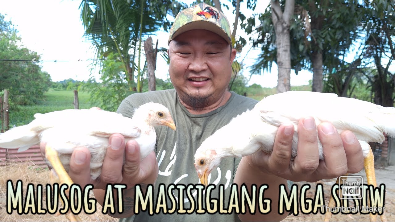 Lumalaking masigla at malulusog ang aking 1st batch ng mga sisiw - YouTube
